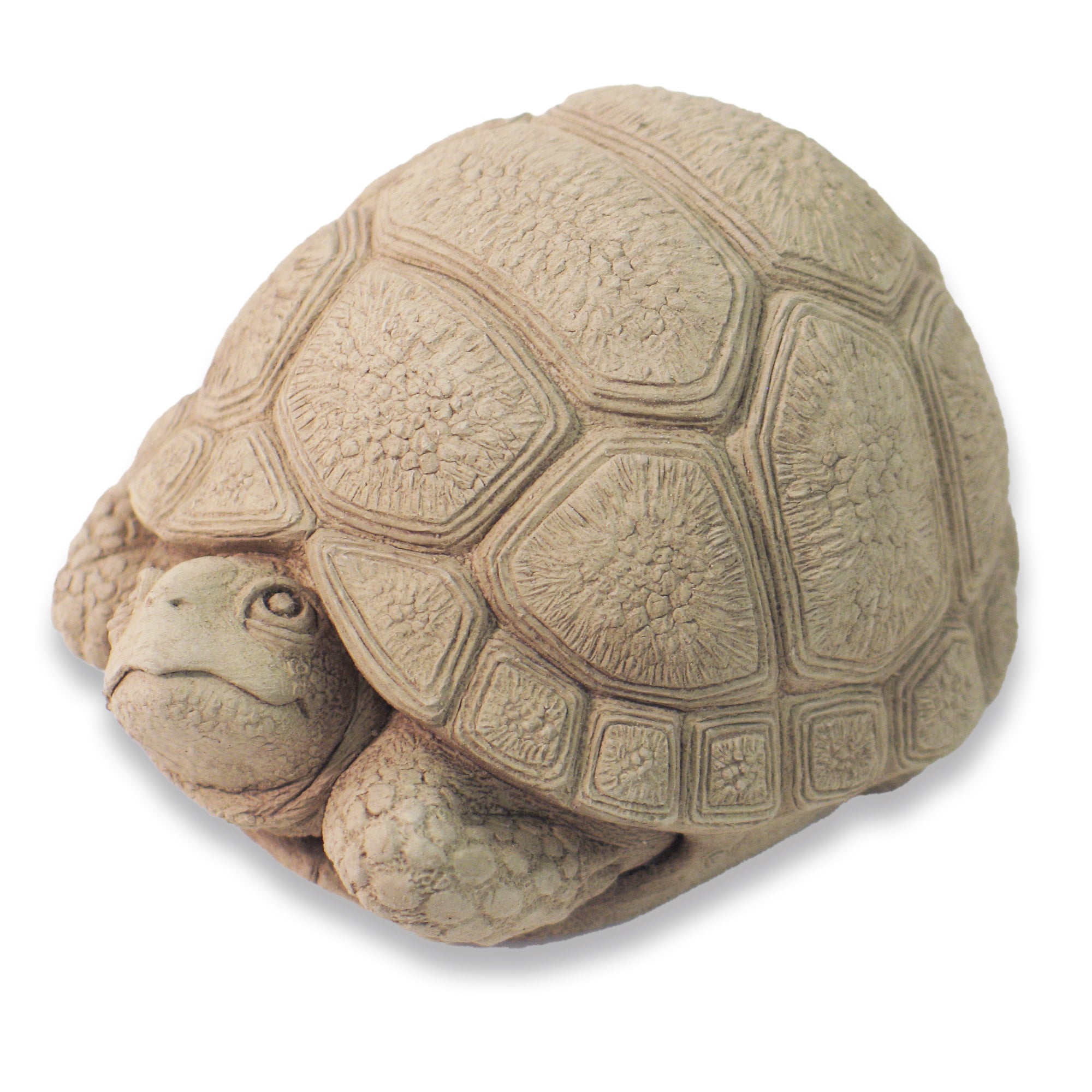 Turtle Toddler – Carruth Studio